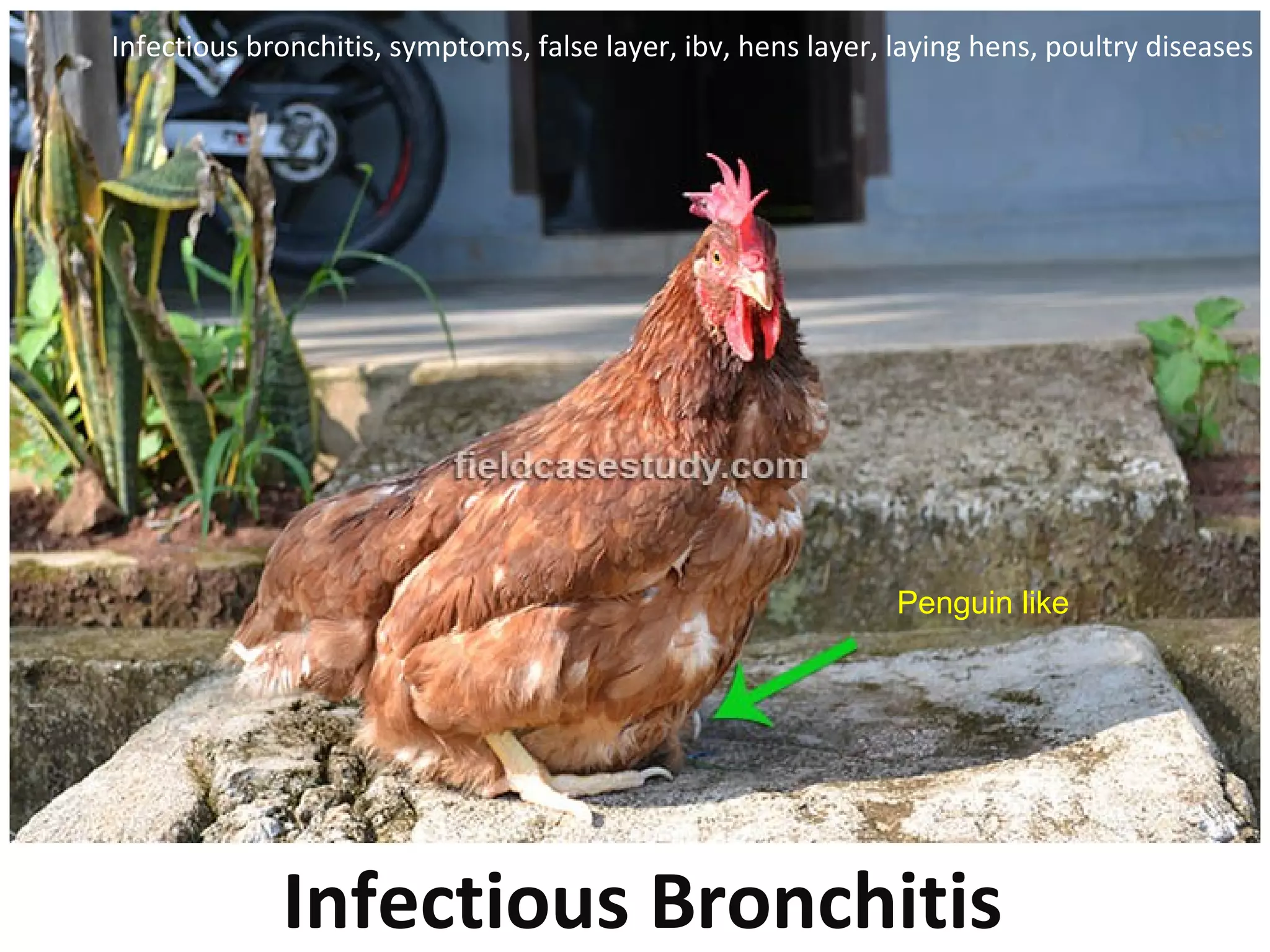 Infectious Bronchitis in Chickens (laying Hens) | PPT