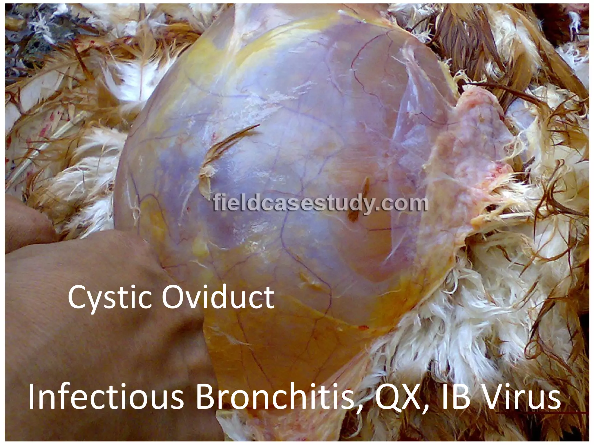 Infectious Bronchitis in Chickens (laying Hens) | PPT