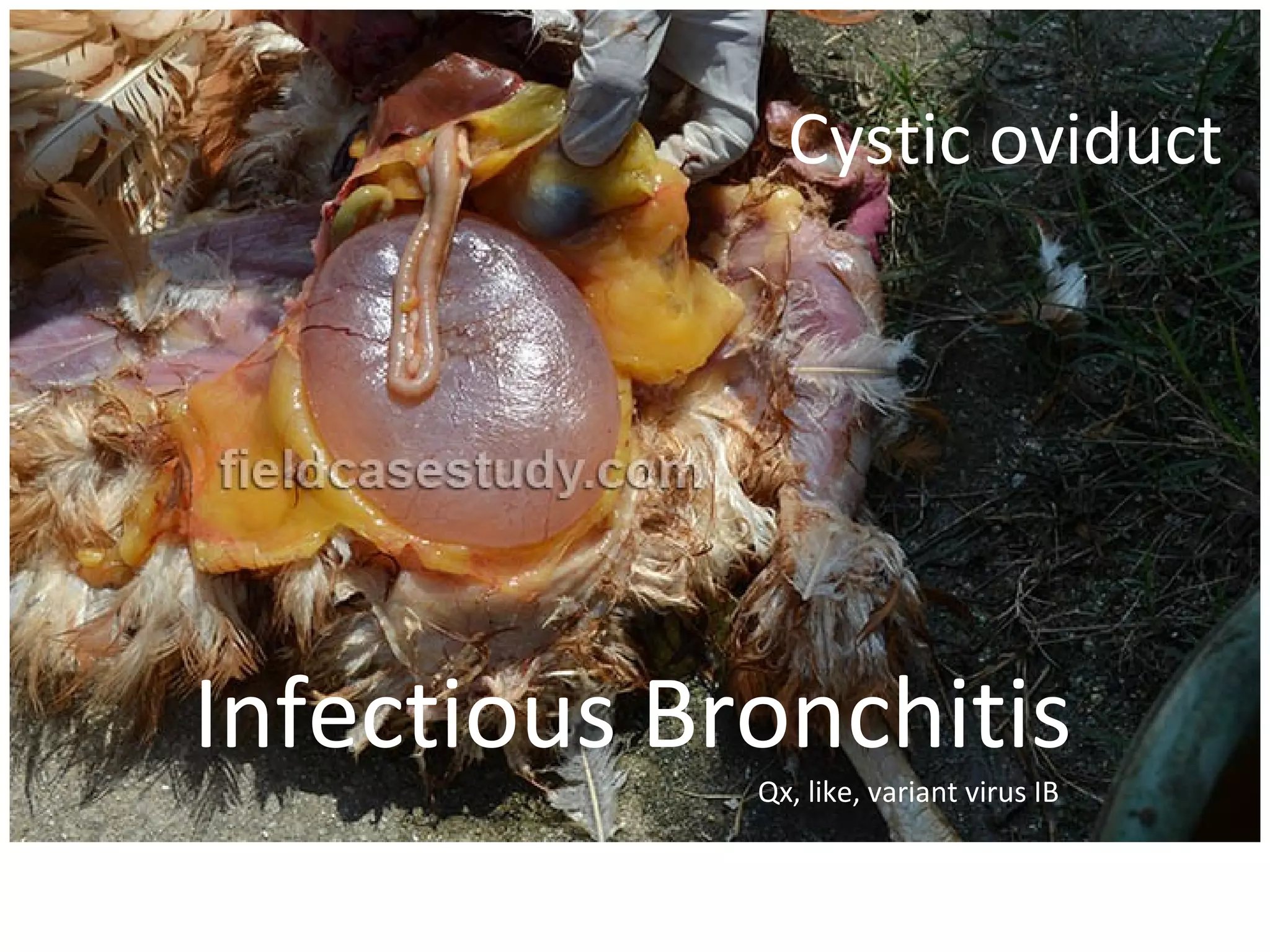 Infectious Bronchitis in Chickens (laying Hens) | PPT