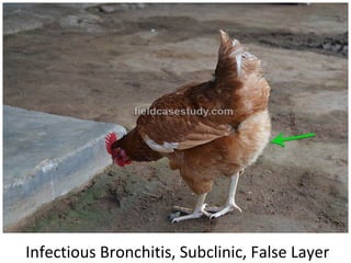Infectious Bronchitis in Chickens (laying Hens) | PPT