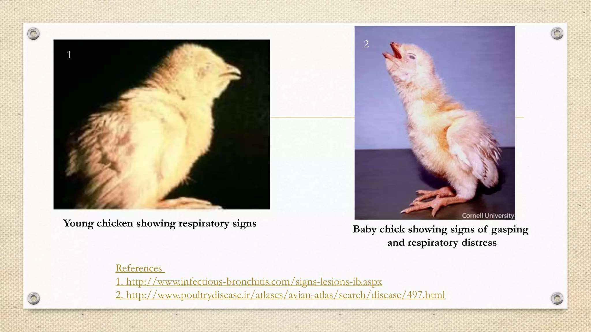 Infectious bronchitis virus | PPTX