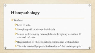 Infectious bronchitis virus | PPTX
