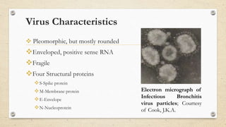 Infectious bronchitis virus | PPTX