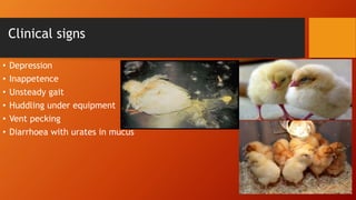 Infectious Bursal Disease -Gamboro - IBD Complete Lecture | PPTX