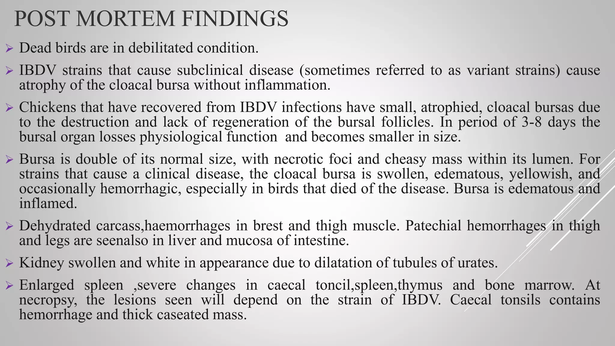 Infectious bursal disease | PPT