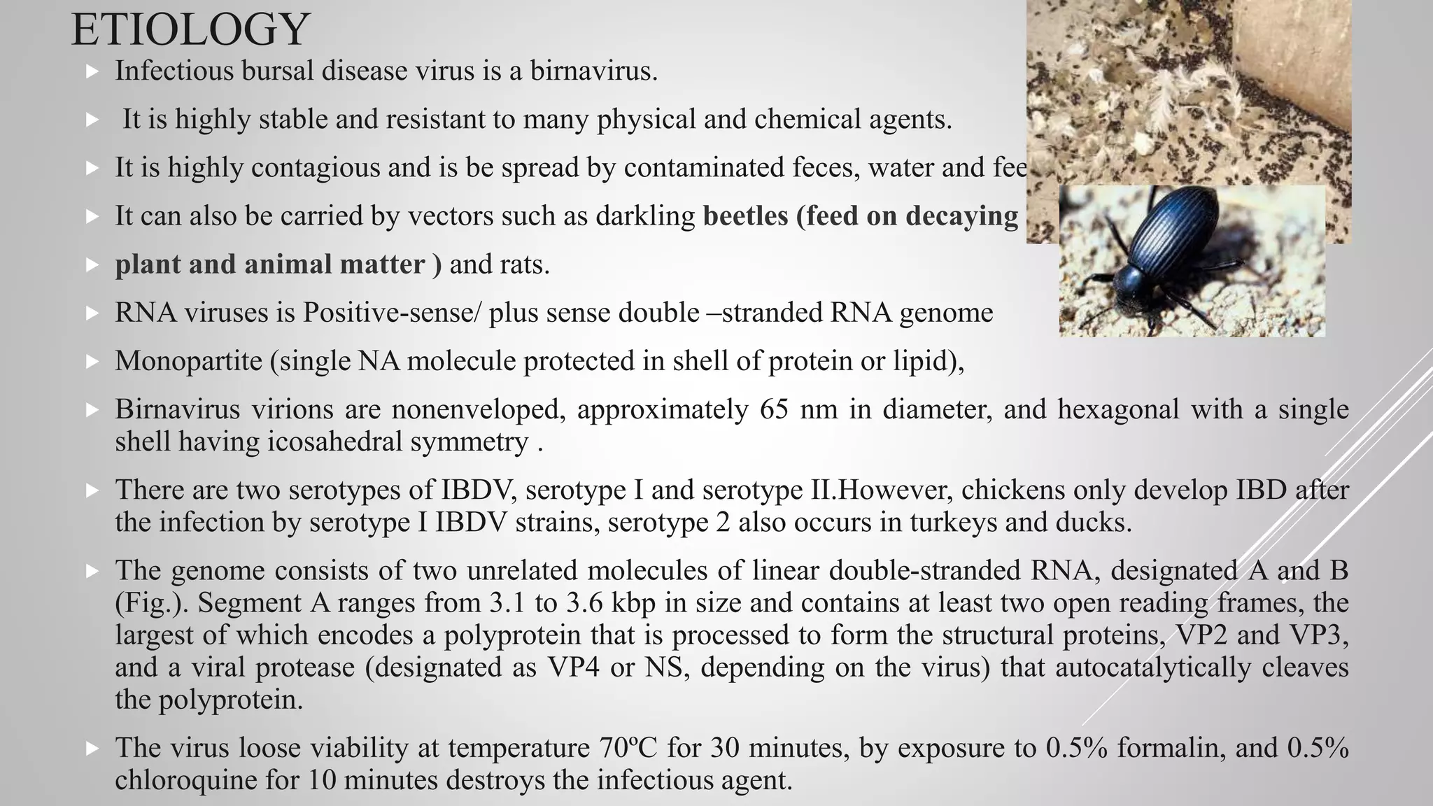 Infectious bursal disease | PPT