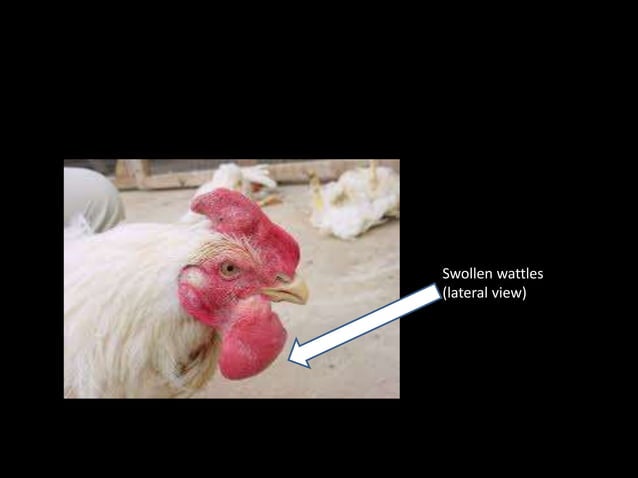 Infectious Coryza | PPTX