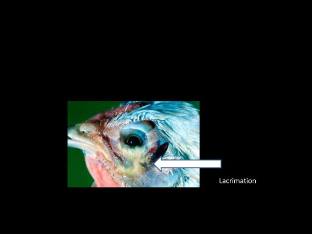 Infectious Coryza | PPTX