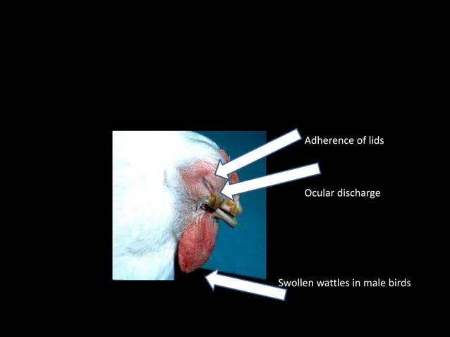 Infectious Coryza | PPTX