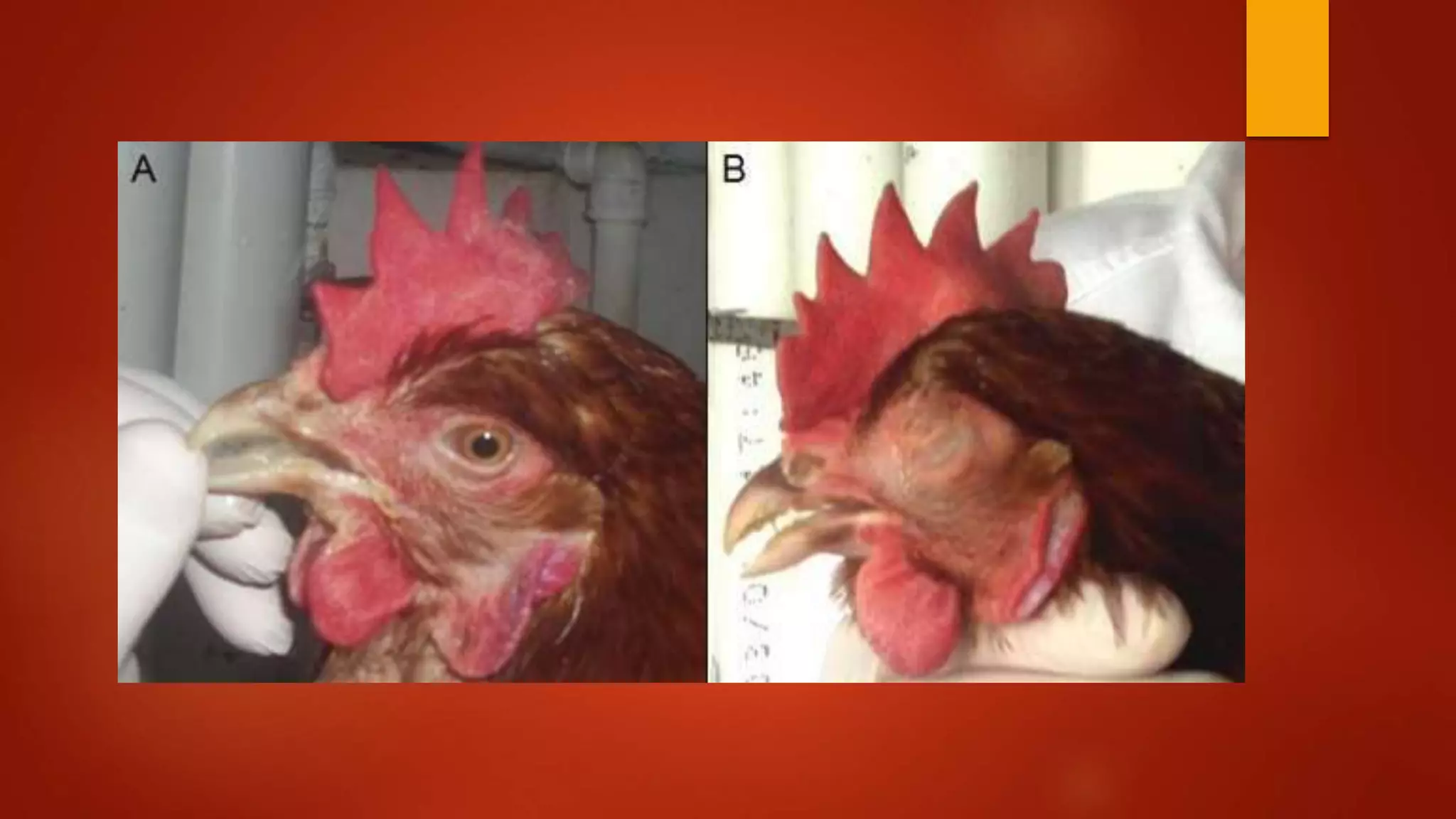 Infectious coryza/ fowl coryza | PPTX