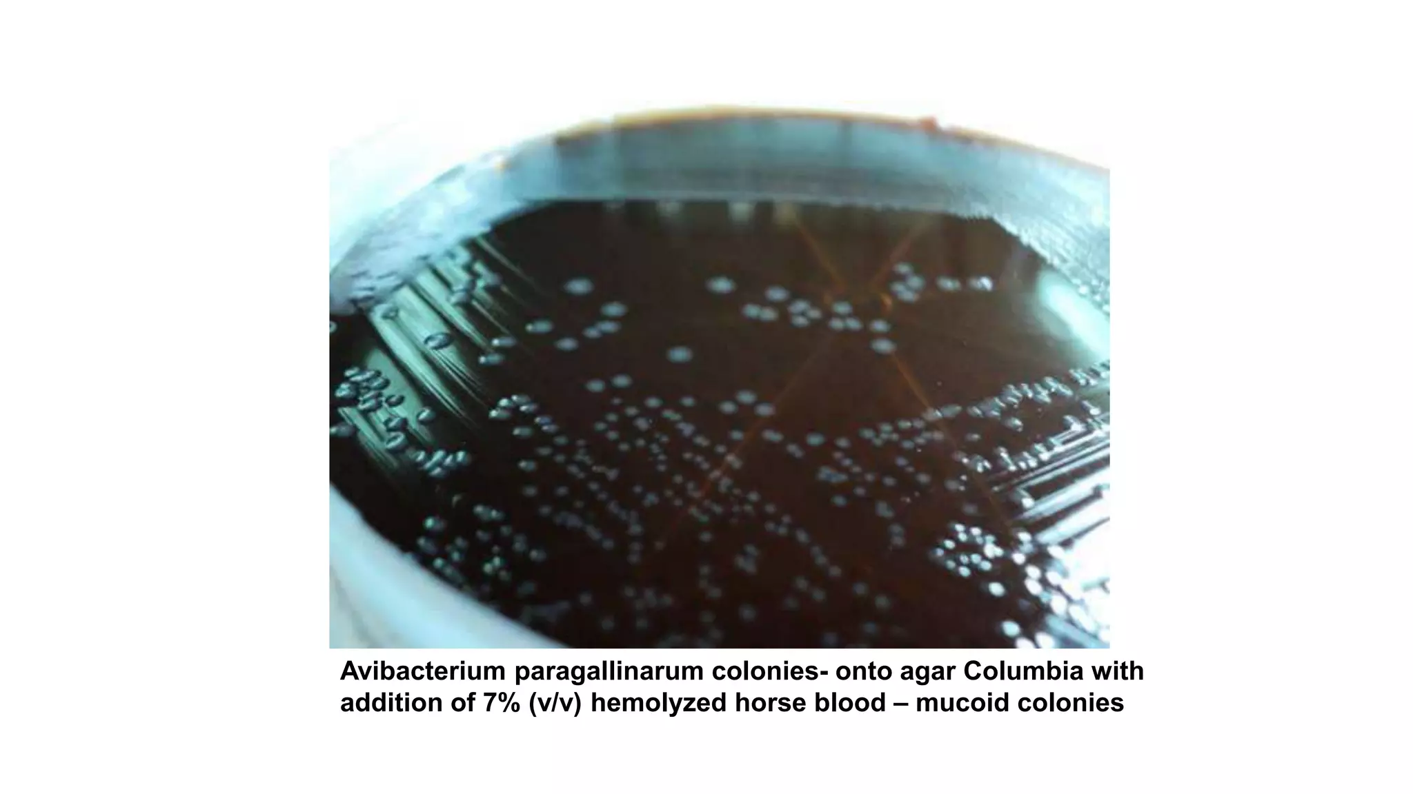 Infectious coryza/ fowl coryza | PPTX