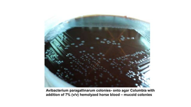Infectious coryza/ fowl coryza | PPTX