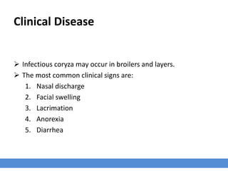 Infectious Coryza_The Disease | PPT