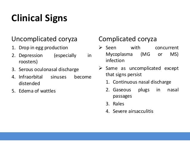 Infectious Coryza_The Disease