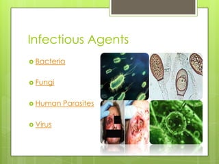 Infectious Diseases | PPTX | Infectious Diseases | Diseases and Conditions