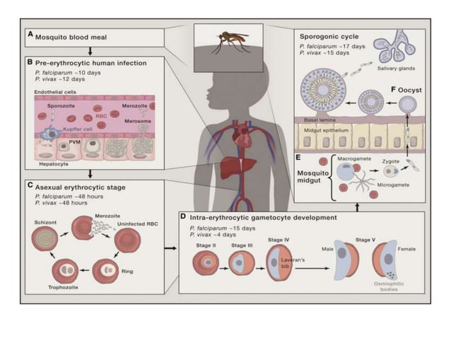 Pediatric communicable Diseases | PPT | Blood Disorders | Diseases and ...