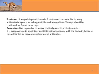 Infectious diseases of camelids | PPT