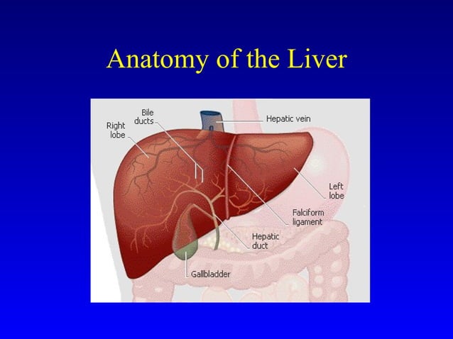 Infectious Diseases Of The Liver - Emergency Room Procedures | PPT