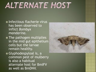 Infectious flacherie | PPT