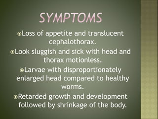 Infectious flacherie | PPT