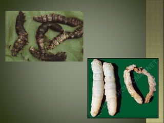 Infectious flacherie | PPT