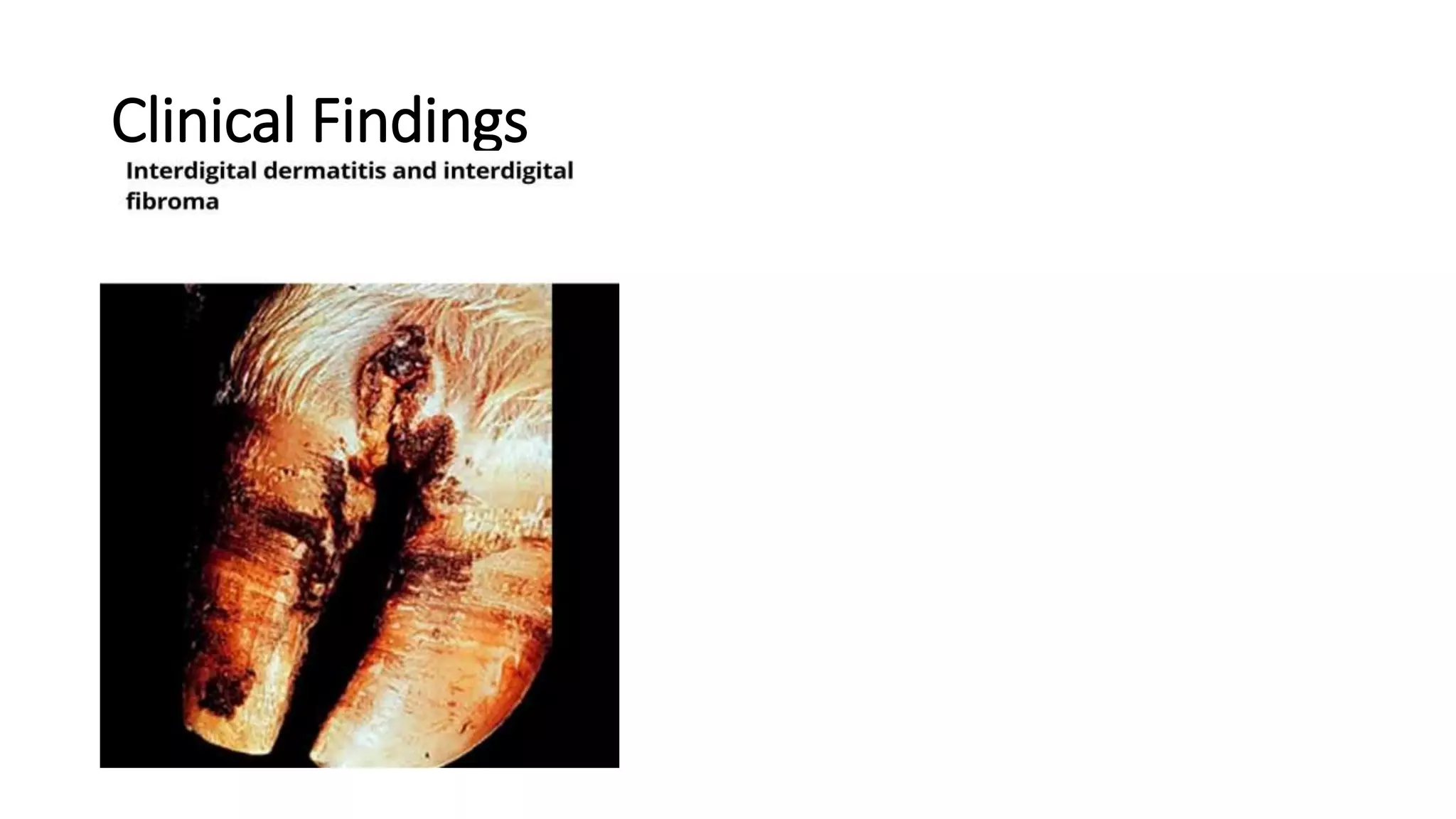 infectious foot rot.pptx