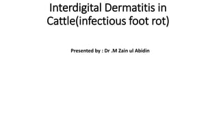 infectious foot rot.pptx | Foot Health | Diseases and Conditions
