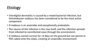 infectious foot rot.pptx | Foot Health | Diseases and Conditions