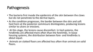 infectious foot rot.pptx | Foot Health | Diseases and Conditions