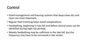 infectious foot rot.pptx