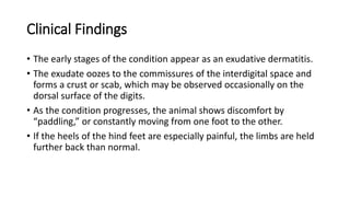 infectious foot rot.pptx
