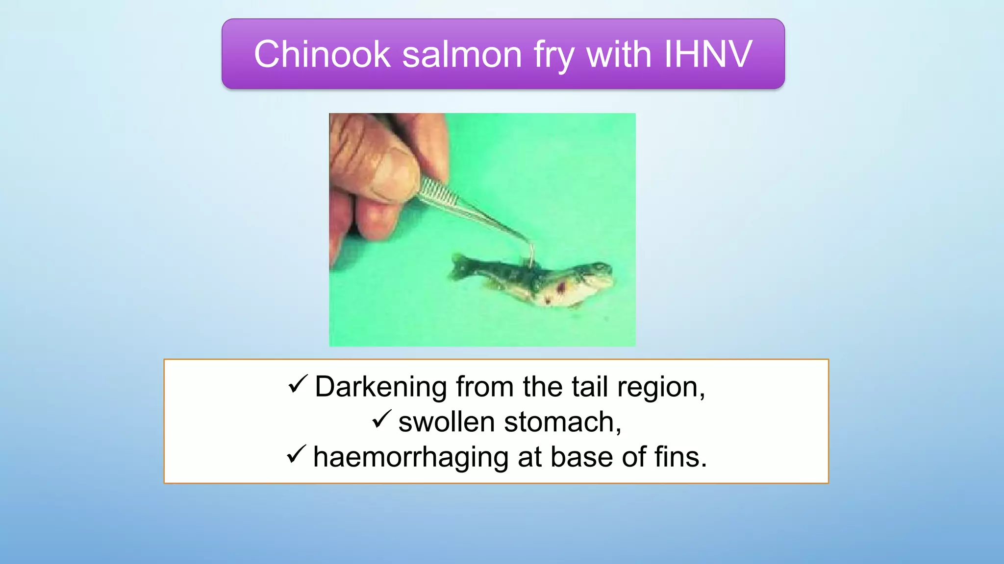 Infectious hematopoietic necrosis virus in finfish (IHNV) | PDF