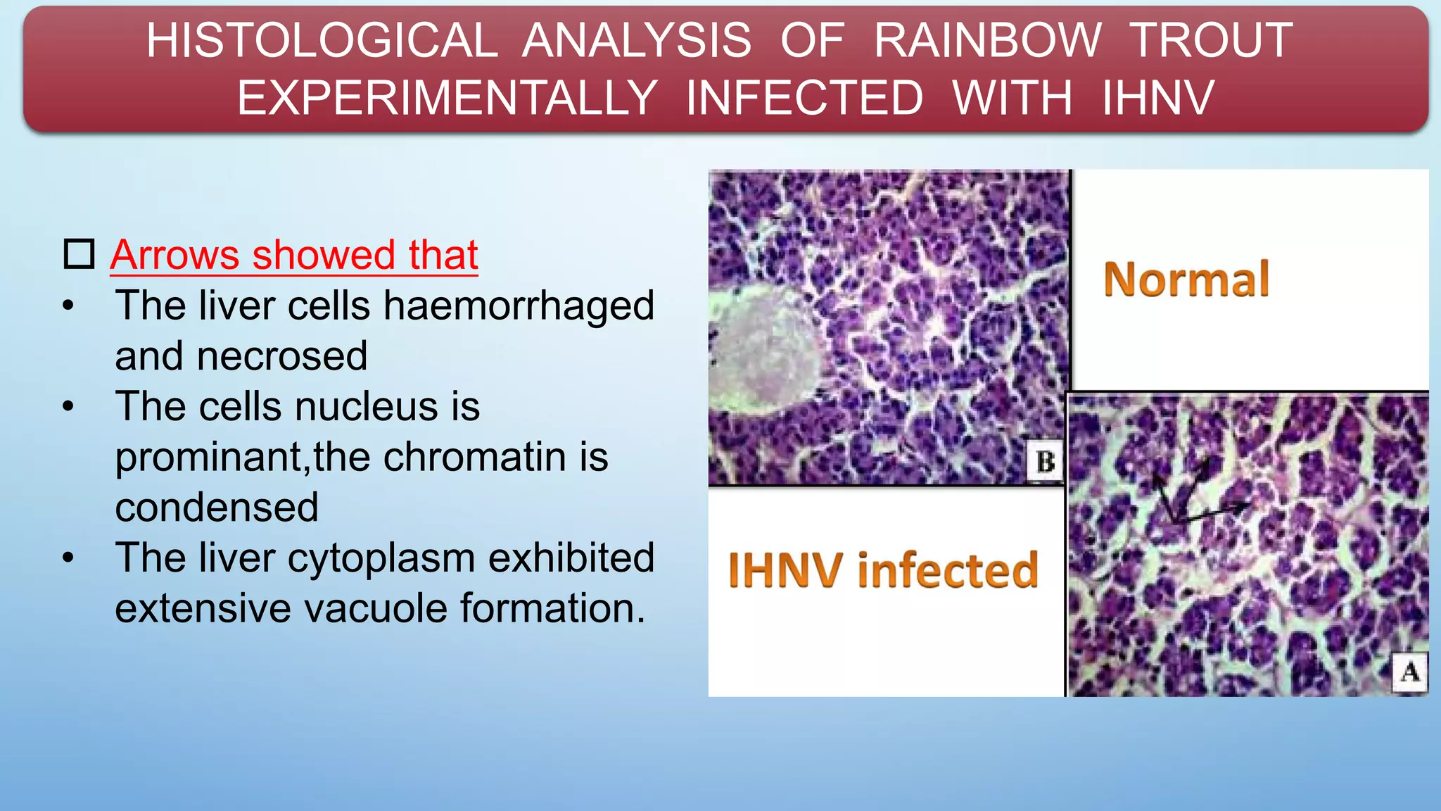 Infectious hematopoietic necrosis virus in finfish (IHNV) | PDF