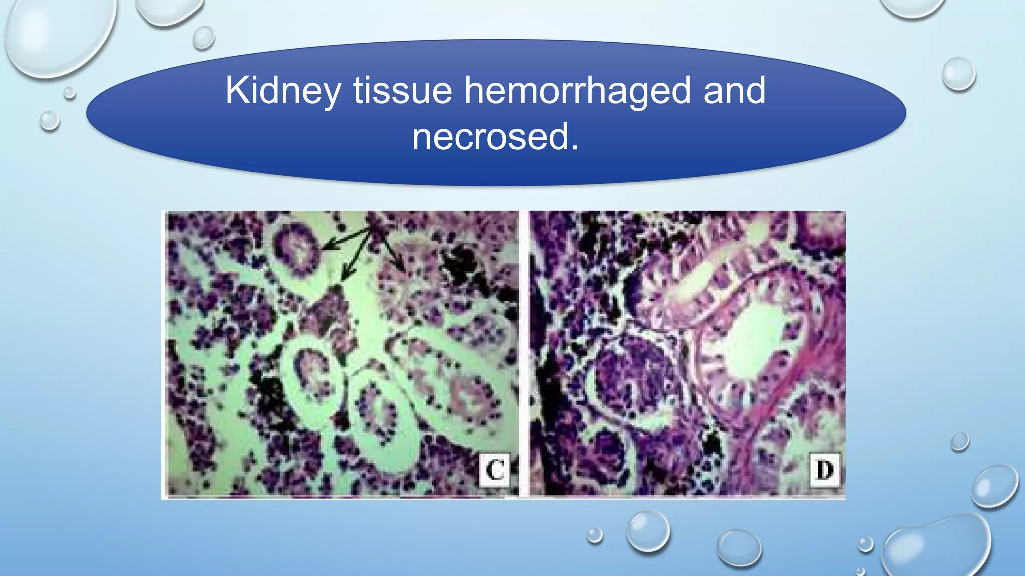 Infectious hematopoietic necrosis virus in finfish (IHNV) | PDF