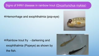Infectious hematopoietic necrosis virus in finfish (IHNV) | PDF