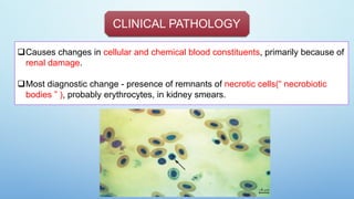 Infectious hematopoietic necrosis virus in finfish (IHNV) | PDF
