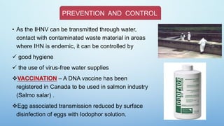 Infectious hematopoietic necrosis virus in finfish (IHNV) | PDF