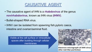 Infectious hematopoietic necrosis virus in finfish (IHNV) | PDF