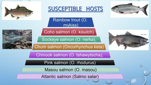 Infectious hematopoietic necrosis virus in finfish (IHNV) | PDF