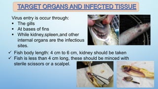 Infectious hematopoietic necrosis virus in finfish (IHNV) | PDF