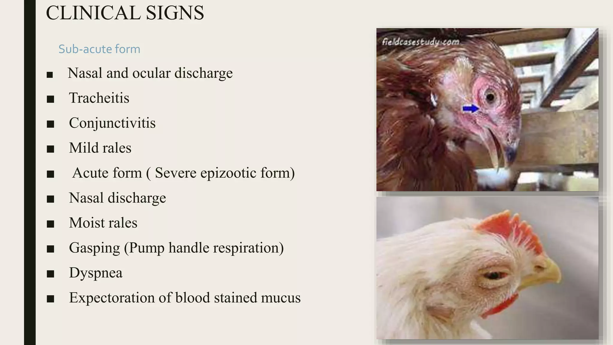 Infectious laryngotracheitis | PPTX
