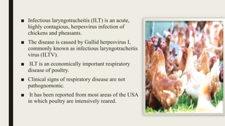 Infectious laryngotracheitis | PPTX