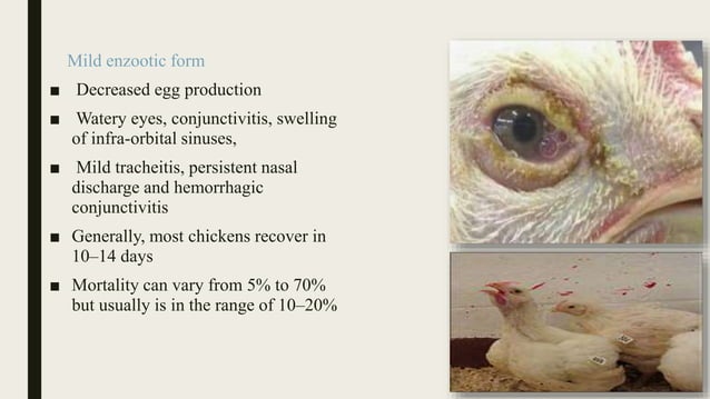 Infectious laryngotracheitis | PPTX | Infectious Diseases | Diseases ...
