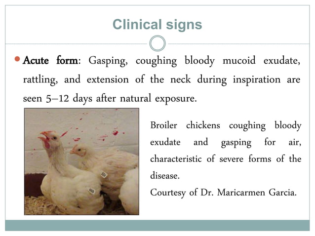 Infectious Laryngotracheitis.pptx