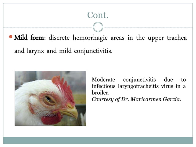 Infectious Laryngotracheitis.pptx