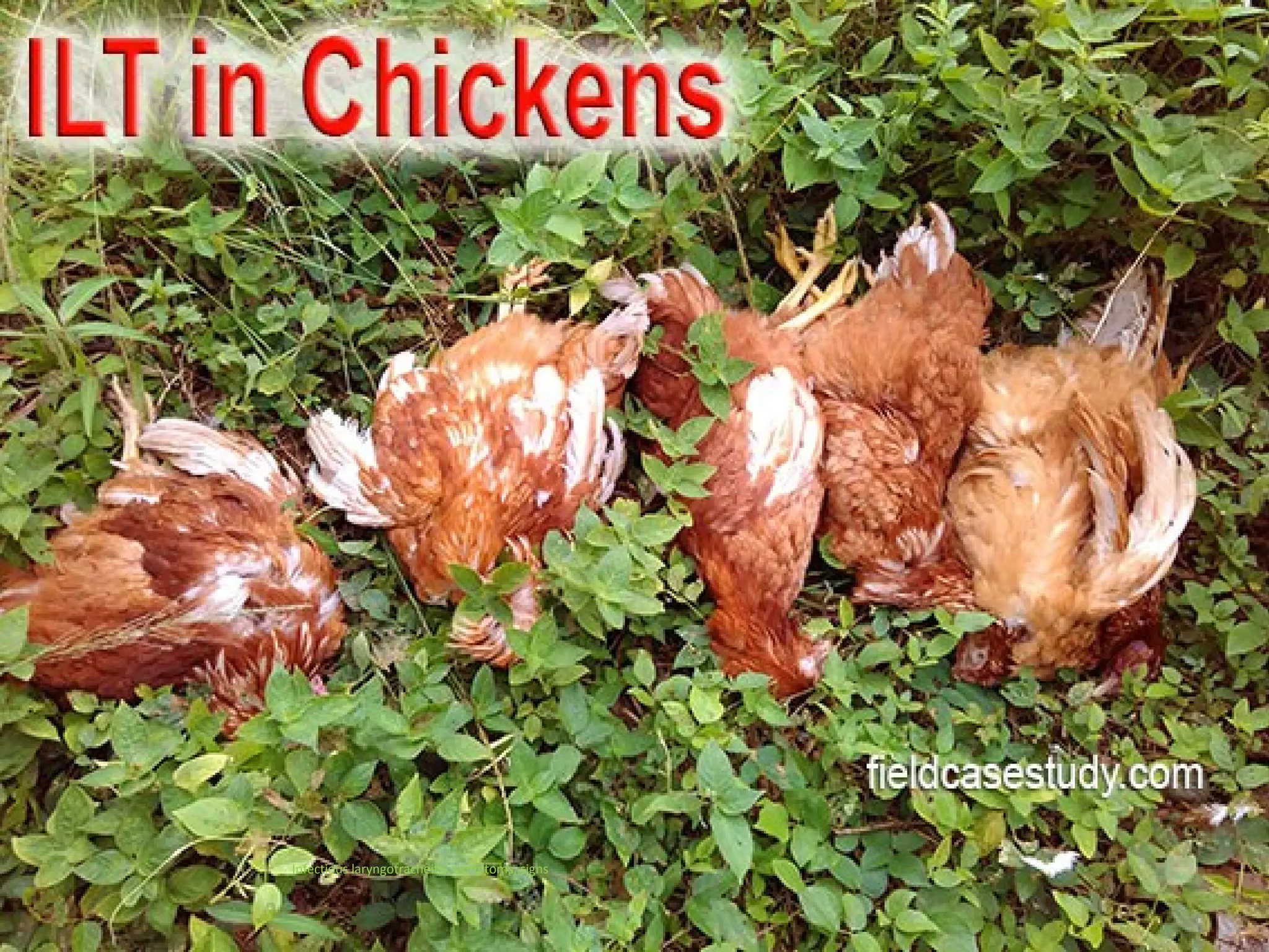 Infectious Laryngotracheitis, ILT symptoms in Chickens | PPT