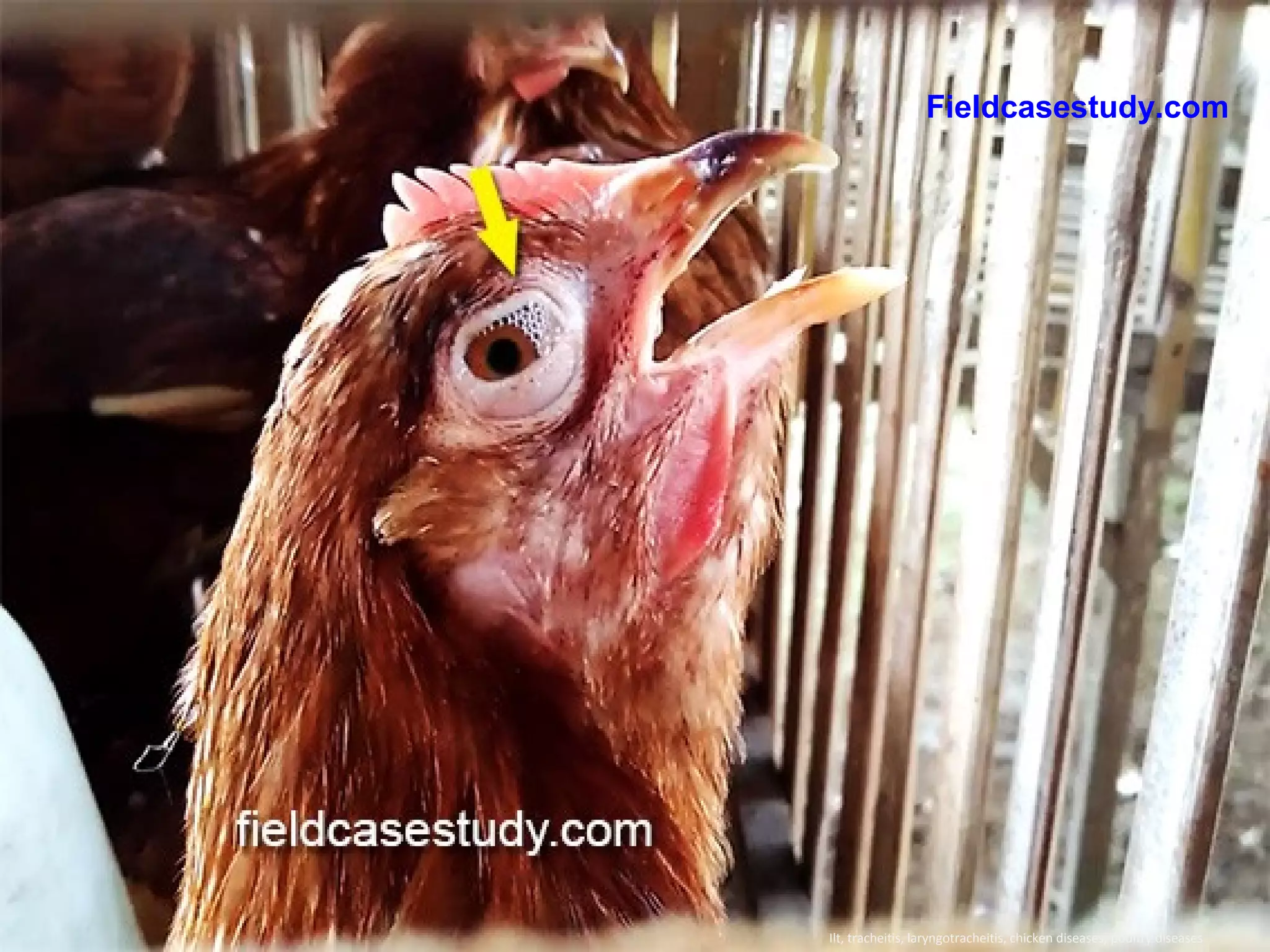 Infectious Laryngotracheitis, ILT symptoms in Chickens | PPT