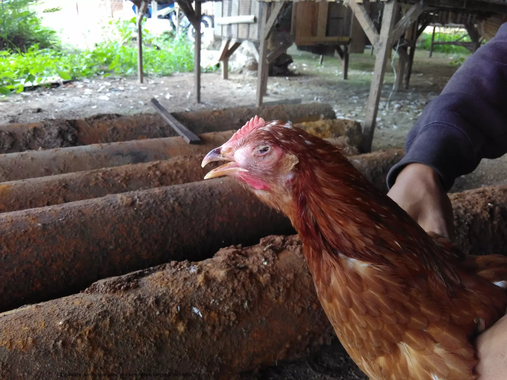Infectious Laryngotracheitis, ILT symptoms in Chickens | PPT