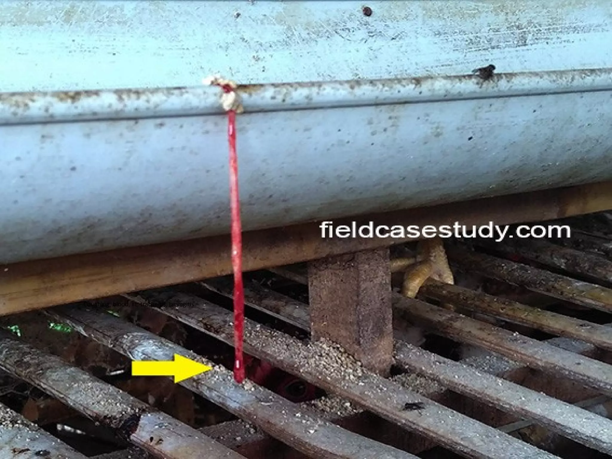 Infectious Laryngotracheitis, ILT symptoms in Chickens | PPT