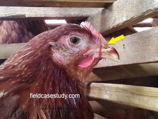 Infectious Laryngotracheitis, ILT symptoms in Chickens | PPT